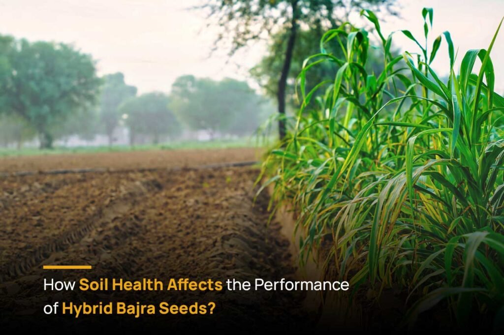 Boost Hybrid Bajra Yield with Better Soil Health
