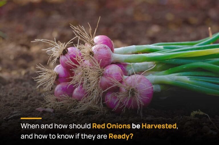 When and how should red onions be harvested, and how to know if they ...