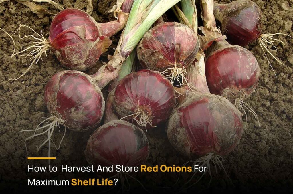 How to harvest and store red onions for maximum shelf life?