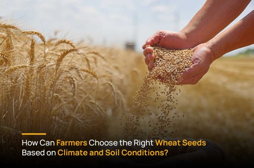 Choose the Right Wheat Seeds for Better Yield