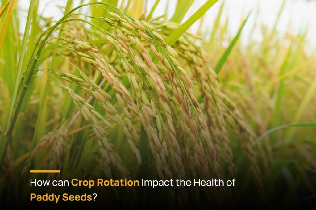 How Can Crop Rotation Impact The Health Of Paddy Seeds?