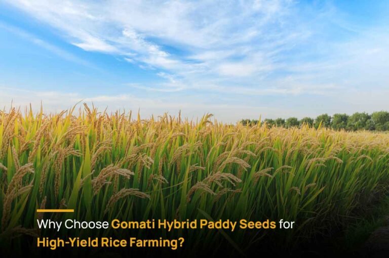Why Choose Gomati Hybrid Paddy Seeds for High-Yield Rice Farming?