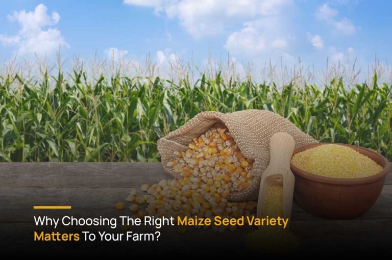 Why Choosing the Right Maize Seed Variety Matters to Your Farm?
