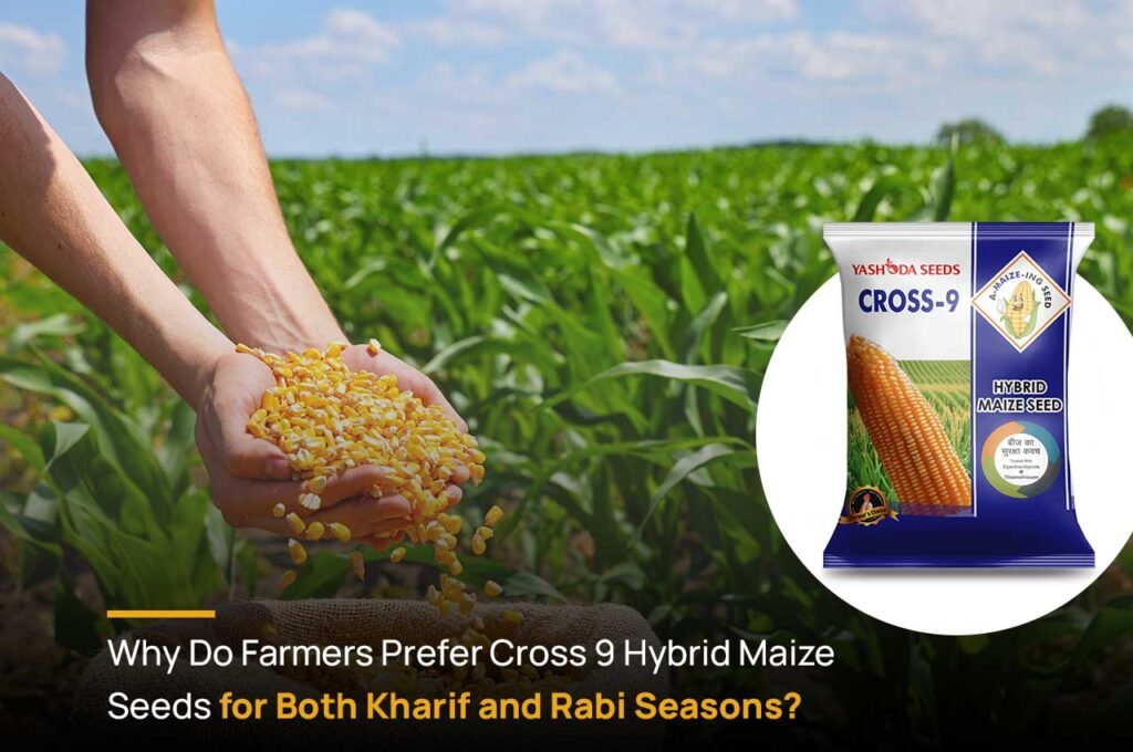 Top Benefits of Cross 9 Hybrid Maize Seeds
